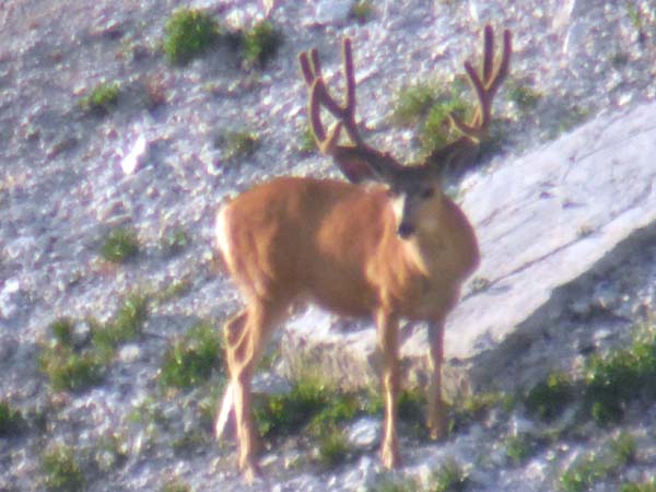 MonsterMuleys.com - Mule Deer, Elk and Western Big Game Hunting