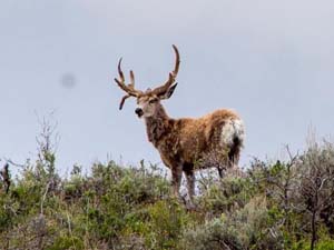 MonsterMuleys.com - Mule Deer, Elk and Western Big Game Hunting