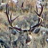 MonsterMuleys.com - Mule Deer, Elk and Western Big Game Hunting